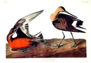 hudsonian godwit. from”the birds of america” (amsterdam edition)