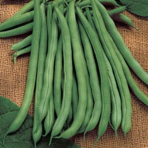 david’s garden seeds bean bush blue lake 274 fba-00015 (green) 100 non-gmo, heirloom seeds