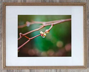 raindrop on branch, limited edition 1, photo 4 of 4 – framed office art- inspirational 24×30-with 20×24-mat