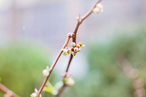 Raindrop on Branch, Limited Edition 1, Photo 3 of 4 - Framed Office Art- Inspirational 24x30-with 20x24-mat