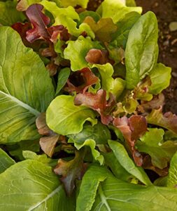 burpee sweet salad mix mesclun seeds 750 seeds