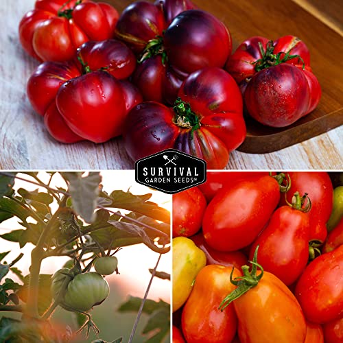 Survival Garden Seeds 10 Tomato Collection - Cherokee Purple, Roma, Red Cherry, Aunt Ruby's Green, Hillbilly, Yellow Pear, Mortgage Lifter, Red Brandywine, Ace 55-10 Packs Non-GMO Heirloom Tomatoes