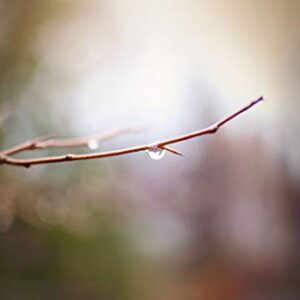 Raindrop on Branch, Limited Edition 1 Photo 1 of 4