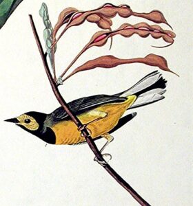 hooded warbler. from”the birds of america” (amsterdam edition)