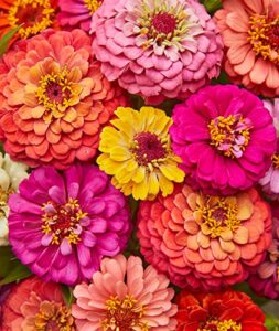 burpee cut & come again zinnia seeds 175 seeds