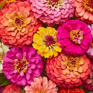 Burpee Cut & Come Again Zinnia Seeds 175 seeds