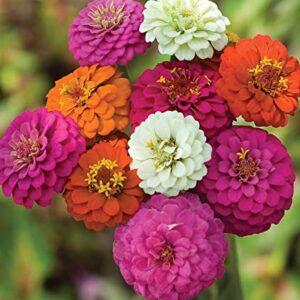 Burpee Cut & Come Again Zinnia Seeds 175 seeds