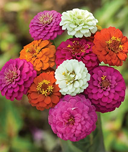 Burpee Cut & Come Again Zinnia Seeds 175 seeds