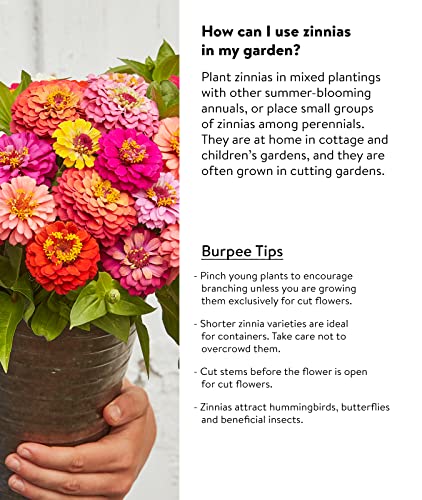 Burpee Cut & Come Again Zinnia Seeds 175 seeds