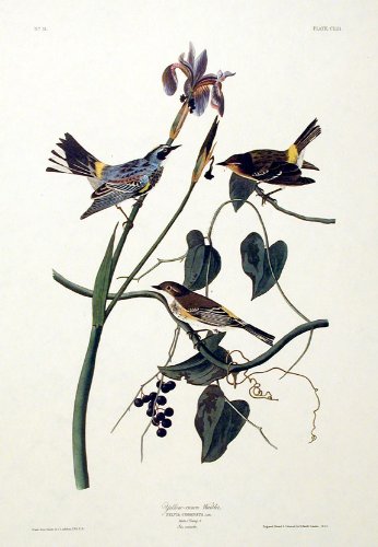 Yellow-crown Warbler. From"The Birds of America" (Amsterdam Edition)