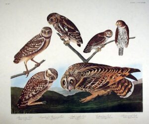 burrowing owl, large-headed burrowing owl, little night owl, columbian owl, short-eared owl. from”the birds of america” (amsterdam edition)