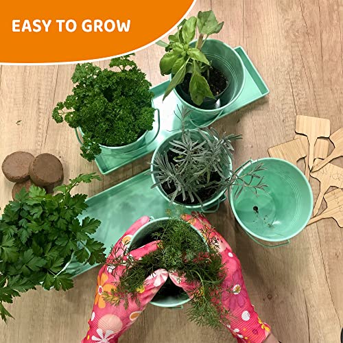 Medicinal Herbs Starter Kit - 6 Different Heirloom, Non GMO Herb Seeds - Cilantro, Basil, Parsley, Oregano, Dill, Thyme - Deluxe Metal Pots, Soil, Markers Included - Made in USA - Indoor and Outdoor