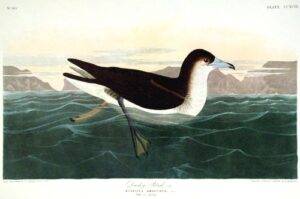 dusky petrel. from”the birds of america” (amsterdam edition)