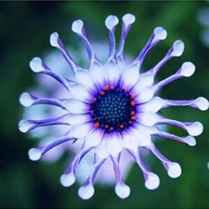 100+ Rare Blue Daisy Colorful Flowers Seeds Garden Plants