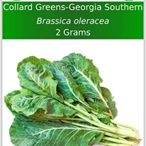 TKE Farms - Georgia Southern Collard Green Seed for Planting, 2 Grams ≈ 225 Seeds, Brassica oleracea