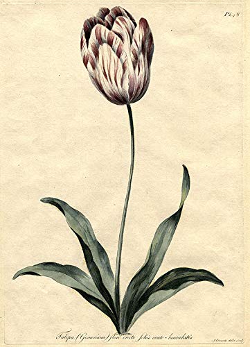 Tulipa (Gesneriana) flore erecto foliis ovato-lanceolatis [Garden Tulip with erect pointed leaves]