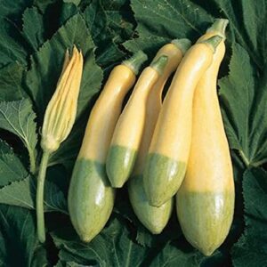 david’s garden seeds squash summer zephyr fba-00024 (multi) 25 non-gmo, hybrid seeds