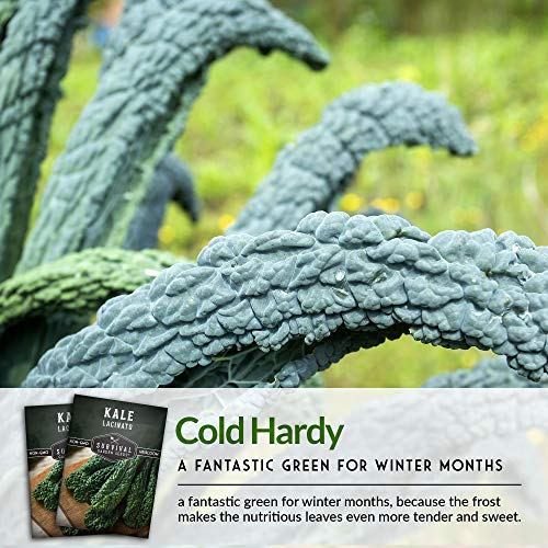 Survival Garden Seeds - Lacinato Kale Seed for Planting - Packet with Instructions to Plant and Grow in Your Home Vegetable Garden - Non-GMO Heirloom Variety