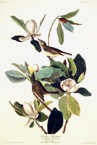 warbling flycatcher. from”the birds of america” (amsterdam edition)