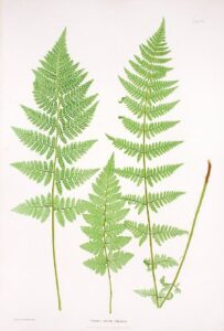 lastrea cristata uliginosa [marshy crested wood fern]