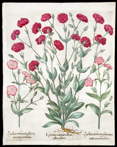 [Crimson double-flowered mullein pink] Lychnis coronaira flore rubro pleno; [Speckler mullein pink] Lychnis coronaria flore in carnato punctata; [Mullein pink] Lychnis coronaria flore incarnato non punctata