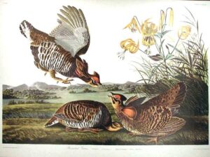 pinnated grouse. from”the birds of america” (amsterdam edition)