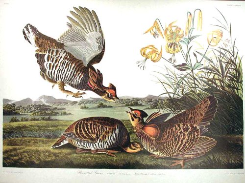 Pinnated Grouse. From"The Birds of America" (Amsterdam Edition)