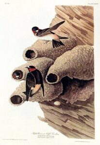 republican or cliff swallow. from”the birds of america” (amsterdam edition)