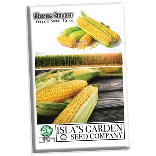 Honey Select Yellow Sweet Corn Seeds for Planting, 50+ Heirloom Seeds Per Packet, (Isla's Garden Seeds), Non GMO Seeds, Botanical Name: Zea Mays, Great Home Garden Gift