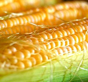 Honey Select Yellow Sweet Corn Seeds for Planting, 50+ Heirloom Seeds Per Packet, (Isla's Garden Seeds), Non GMO Seeds, Botanical Name: Zea Mays, Great Home Garden Gift