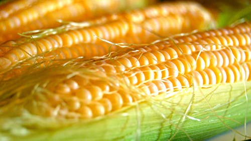 Honey Select Yellow Sweet Corn Seeds for Planting, 50+ Heirloom Seeds Per Packet, (Isla's Garden Seeds), Non GMO Seeds, Botanical Name: Zea Mays, Great Home Garden Gift