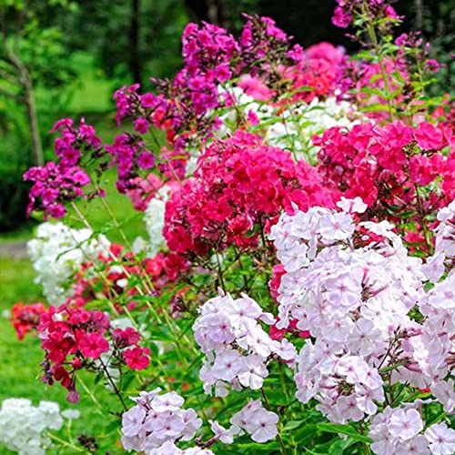 Dichmag 1000+ Phlox Seeds for Planting Mixed Color - Popstars Phlox Creeping Perennial Ground Cover - Annual Flower Seeds for Home and Garden, Blue