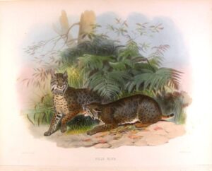 felis rufa [bobcat ]