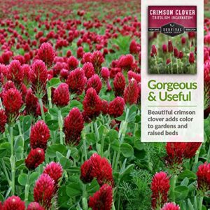 Survival Garden Seeds - Crimson Clover Seed for Planting - Packet with Instructions to Plant and Grow Lovely Flowers that also are a Cover Crop in Your Home Vegetable Garden - Non-GMO Heirloom Variety