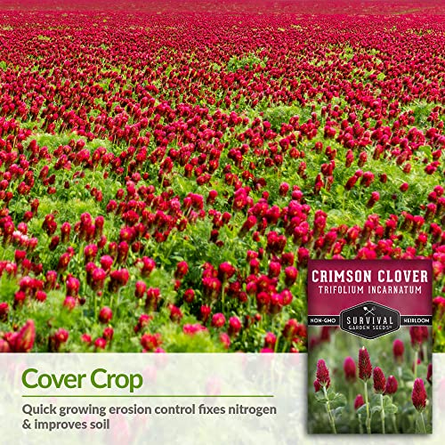 Survival Garden Seeds - Crimson Clover Seed for Planting - Packet with Instructions to Plant and Grow Lovely Flowers that also are a Cover Crop in Your Home Vegetable Garden - Non-GMO Heirloom Variety