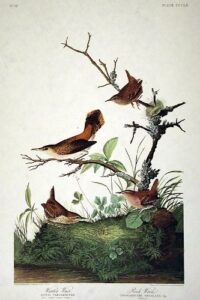 winter wren, rock wren. from”the birds of america” (amsterdam edition)