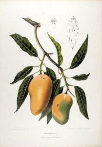 mangifera indica [mango tree]