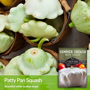 Survival Garden Seeds - White Scallop Summer Squash Seed for Planting - Packet with Instructions to Plant and Grow Patty Pan Squash in Your Home Vegetable Garden - Non-GMO Heirloom Variety