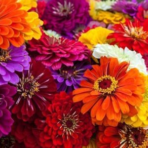 david’s garden seeds flower zinnia mixed colors california giants fba-0009 (multi) 200 non-gmo, heirloom seeds