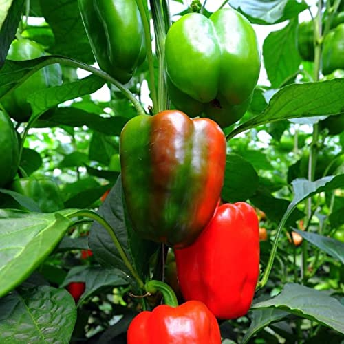 60 Cal Wonder Bell Pepper Seeds for Planting. 1/2 Gram of Seeds Heirloom Non GMO Garden Vegetable Bulk Survival