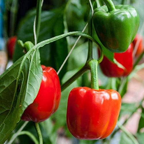 60 Cal Wonder Bell Pepper Seeds for Planting. 1/2 Gram of Seeds Heirloom Non GMO Garden Vegetable Bulk Survival