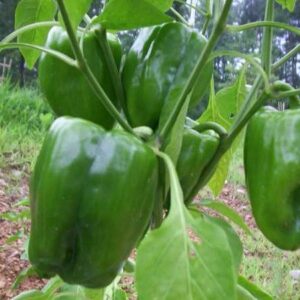 60 Cal Wonder Bell Pepper Seeds for Planting. 1/2 Gram of Seeds Heirloom Non GMO Garden Vegetable Bulk Survival