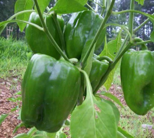 60 Cal Wonder Bell Pepper Seeds for Planting. 1/2 Gram of Seeds Heirloom Non GMO Garden Vegetable Bulk Survival