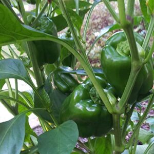 60 Cal Wonder Bell Pepper Seeds for Planting. 1/2 Gram of Seeds Heirloom Non GMO Garden Vegetable Bulk Survival