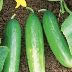 Ashley Slicing Cucumber Seeds for Planting, 50+ Heirloom Seeds Per Packet, (Isla's Garden Seeds), Non GMO Seeds, Botanical Name: Cucumis sativus, Great Home Garden Gift