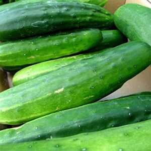 Ashley Slicing Cucumber Seeds for Planting, 50+ Heirloom Seeds Per Packet, (Isla's Garden Seeds), Non GMO Seeds, Botanical Name: Cucumis sativus, Great Home Garden Gift