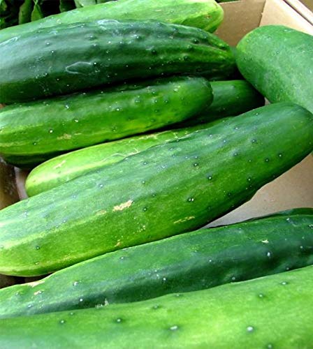 Ashley Slicing Cucumber Seeds for Planting, 50+ Heirloom Seeds Per Packet, (Isla's Garden Seeds), Non GMO Seeds, Botanical Name: Cucumis sativus, Great Home Garden Gift