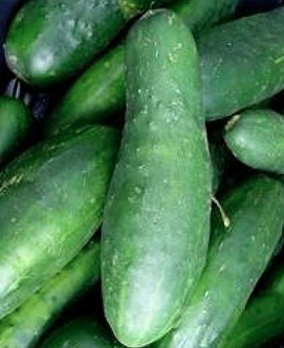 Ashley Slicing Cucumber Seeds for Planting, 50+ Heirloom Seeds Per Packet, (Isla's Garden Seeds), Non GMO Seeds, Botanical Name: Cucumis sativus, Great Home Garden Gift