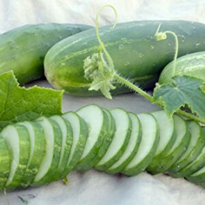 Ashley Slicing Cucumber Seeds for Planting, 50+ Heirloom Seeds Per Packet, (Isla's Garden Seeds), Non GMO Seeds, Botanical Name: Cucumis sativus, Great Home Garden Gift