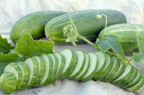 Ashley Slicing Cucumber Seeds for Planting, 50+ Heirloom Seeds Per Packet, (Isla's Garden Seeds), Non GMO Seeds, Botanical Name: Cucumis sativus, Great Home Garden Gift